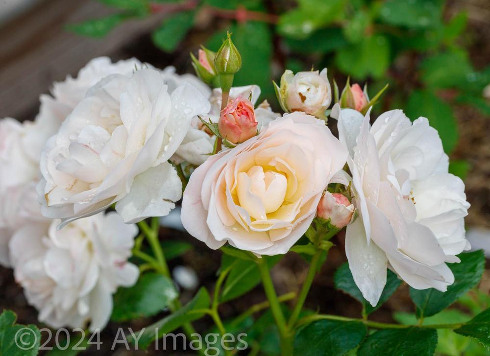 Photo of the bloom of Rose (Rosa 'Sirius') posted by ayimages - Garden.org