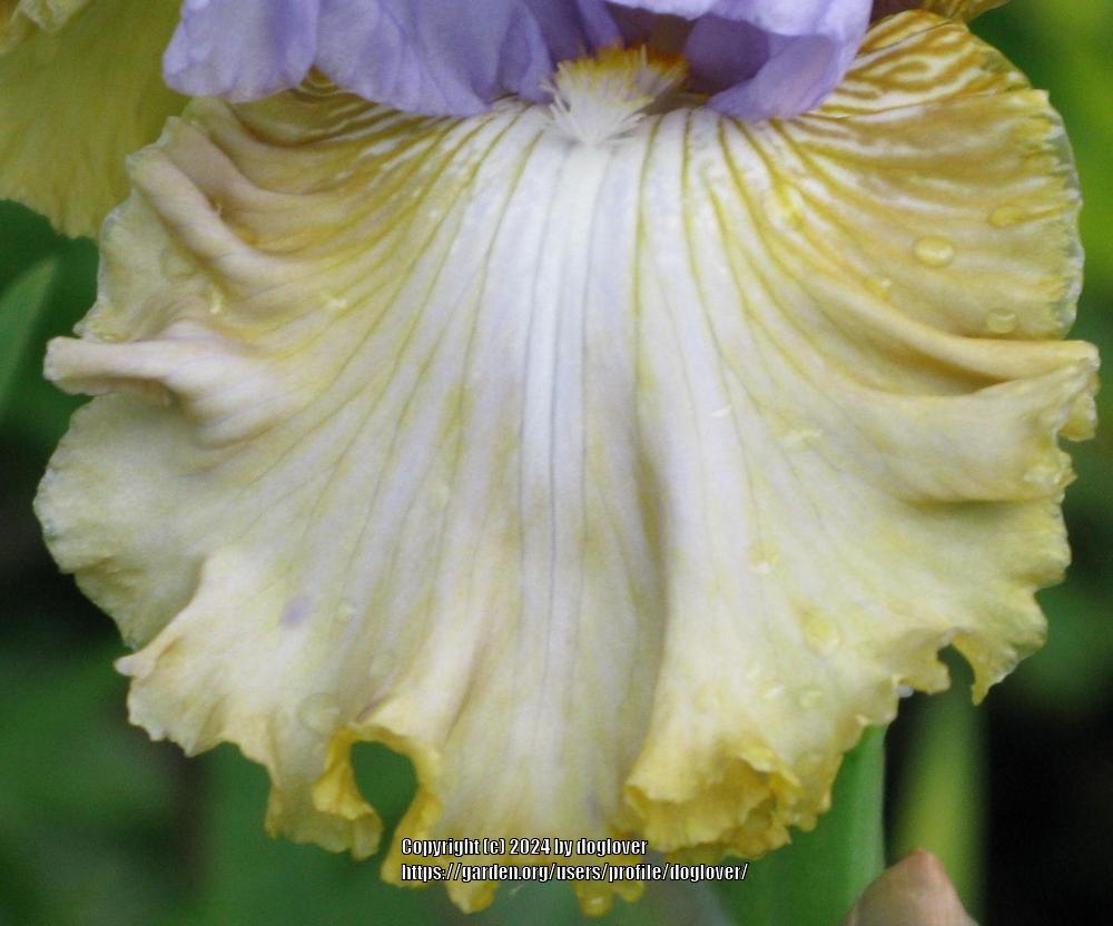 Photo of the closeup of buds, sepals and receptacles of Tall Bearded ...