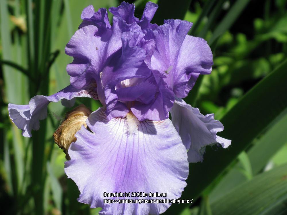 Photo of the bloom of Tall Bearded Iris (Iris 'Rite of Spring') posted ...