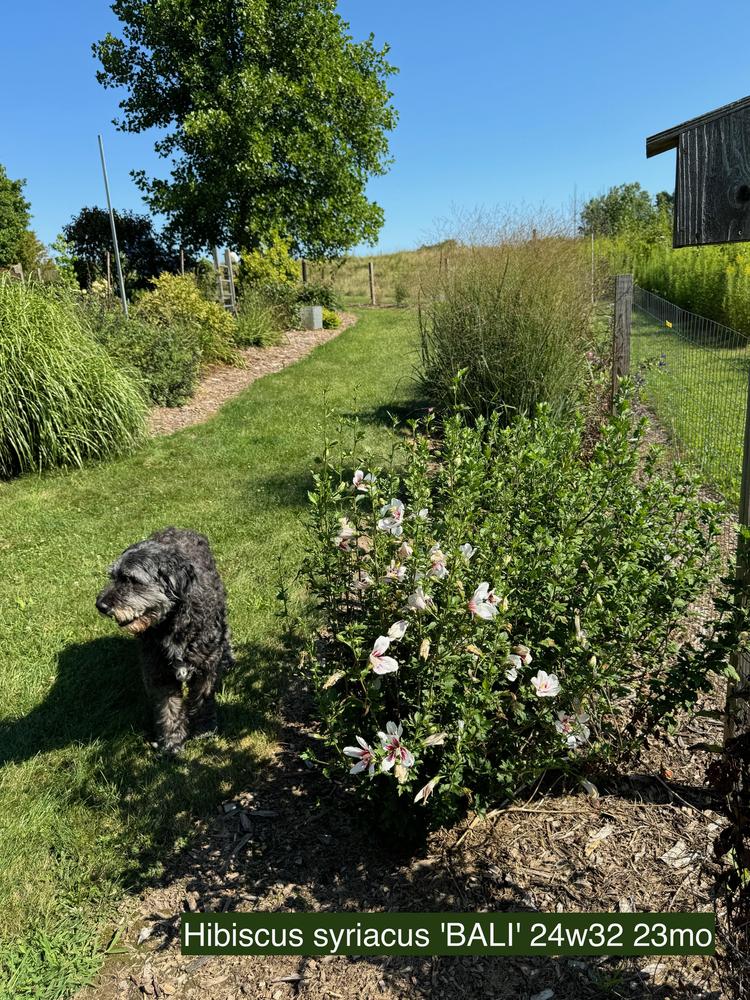 Photo of the seedling or young plant of Hibiscus (Hibiscus syriacus ...