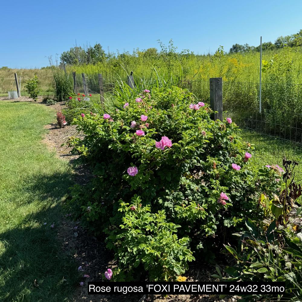 Photo of the entire plant of Rose (Rosa 'Buffalo Gal') posted by ...