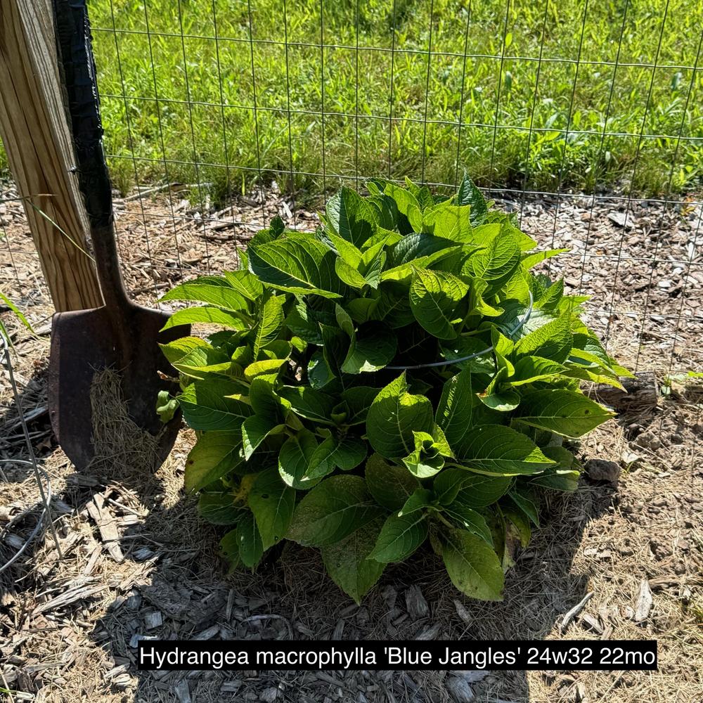 Photo of the seedling or young plant of Bigleaf Hydrangea (Hydrangea ...