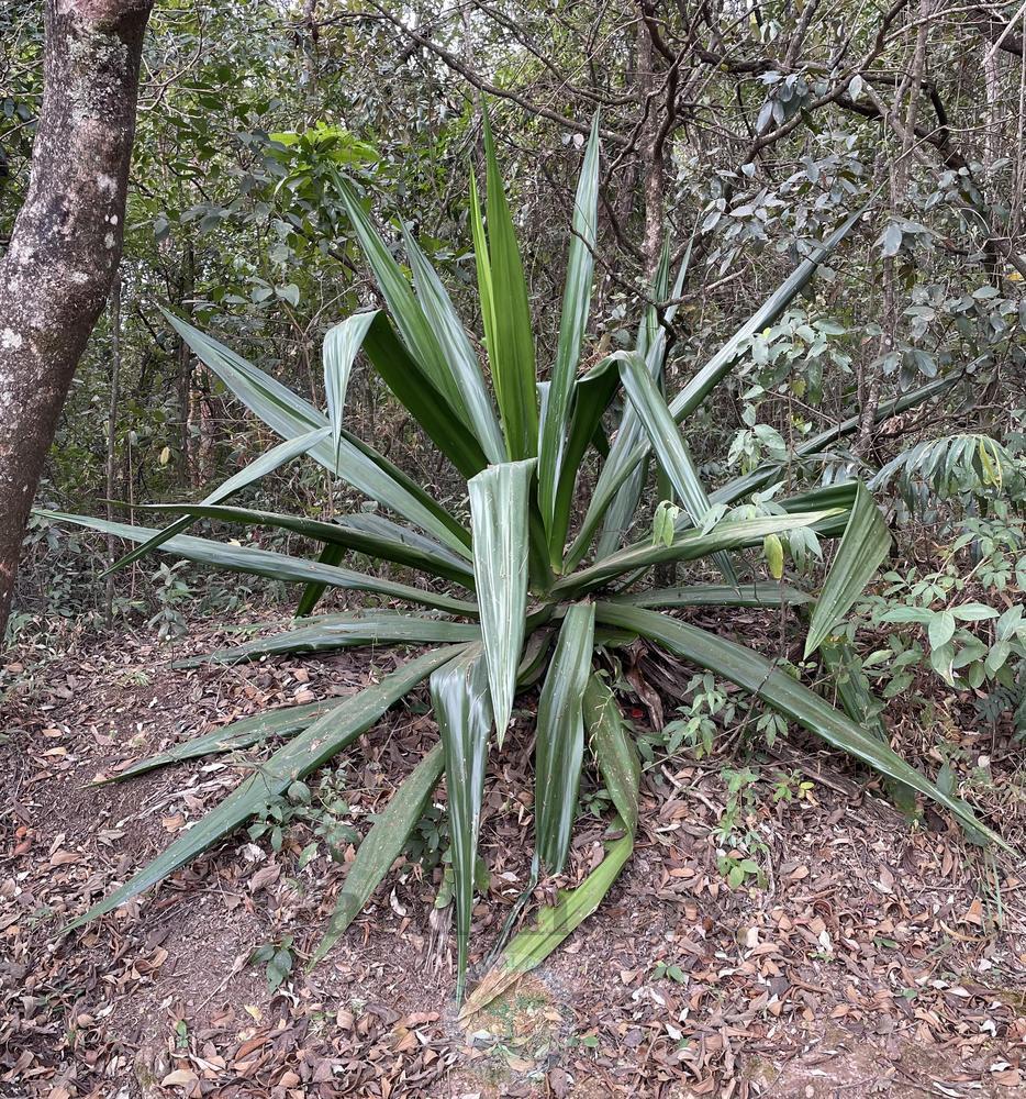 Mauritius Hemp (Furcraea foetida) - Garden.org
