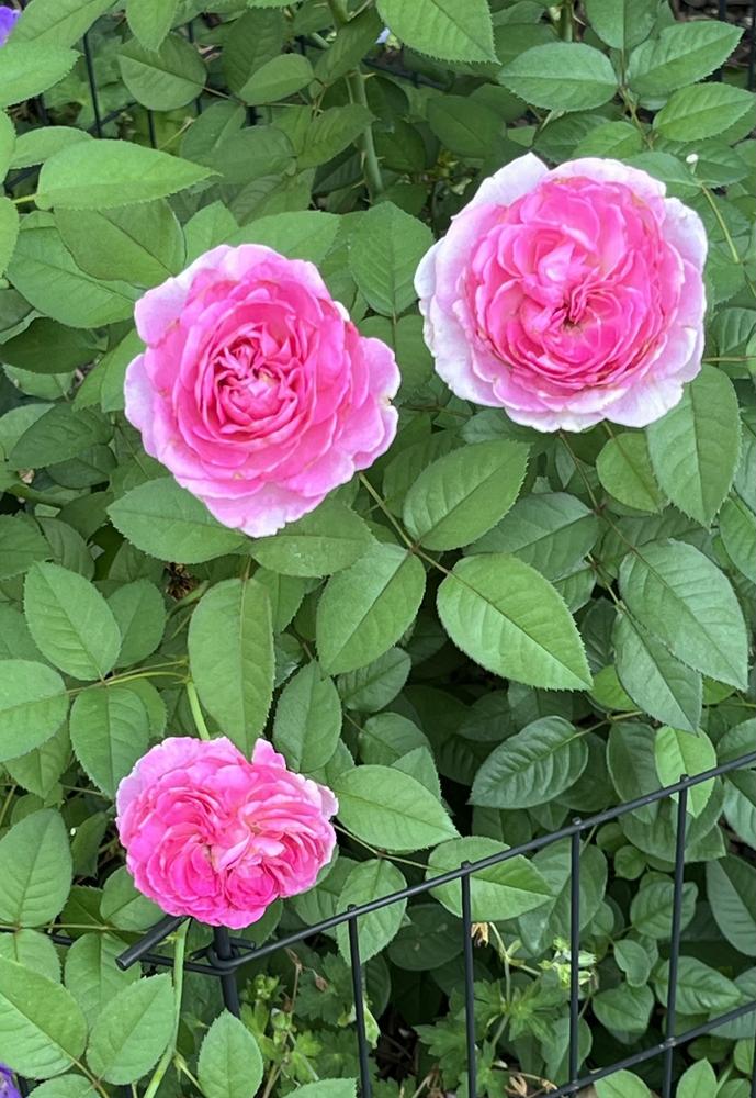 Photo of the bloom of Rose (Rosa 'Raspberry Cupcake') posted by Silvana ...
