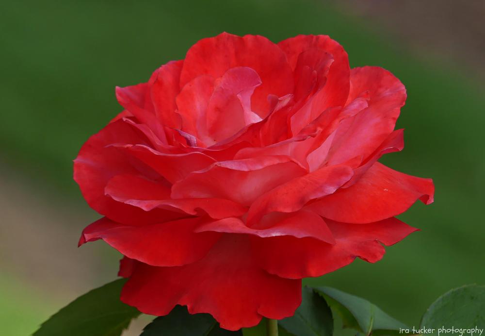 Photo of the bloom of Rose (Rosa 'Milestone') posted by drirastucker ...