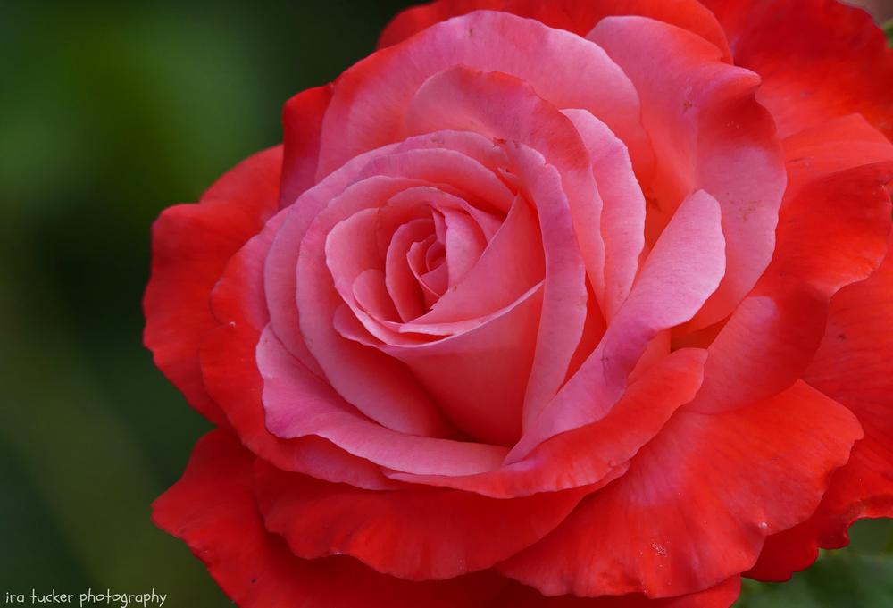 Photo of the bloom of Rose (Rosa 'Milestone') posted by drirastucker ...
