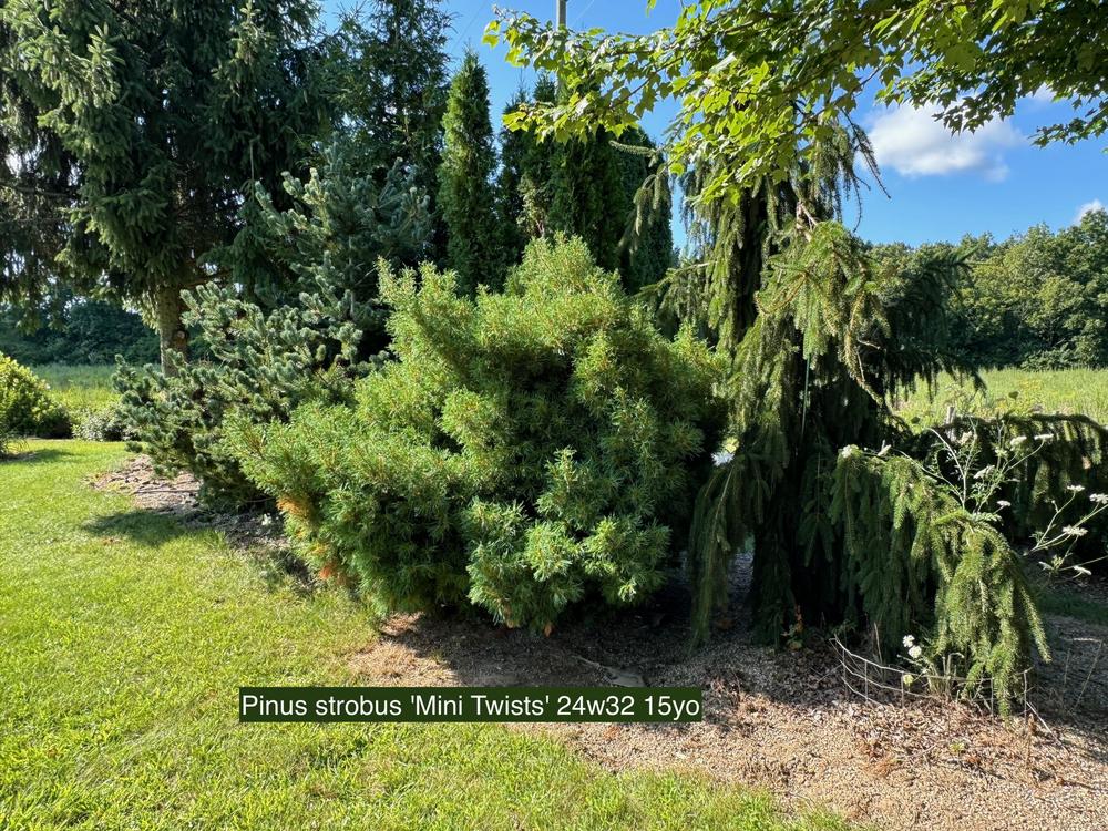 Photo of the entire plant of Eastern White Pine (Pinus strobus 'Mini ...