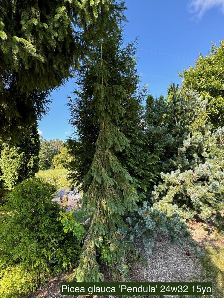 Photo of the entire plant of Weeping White Spruce (Picea glauca ...