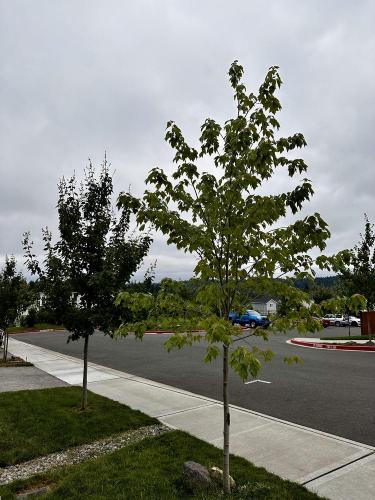 Help with a struggling young sugar maple in the Trees and Shrubs forum ...