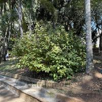 Photo of the entire plant of Red Flag Bush (Mussaenda erythrophylla ...