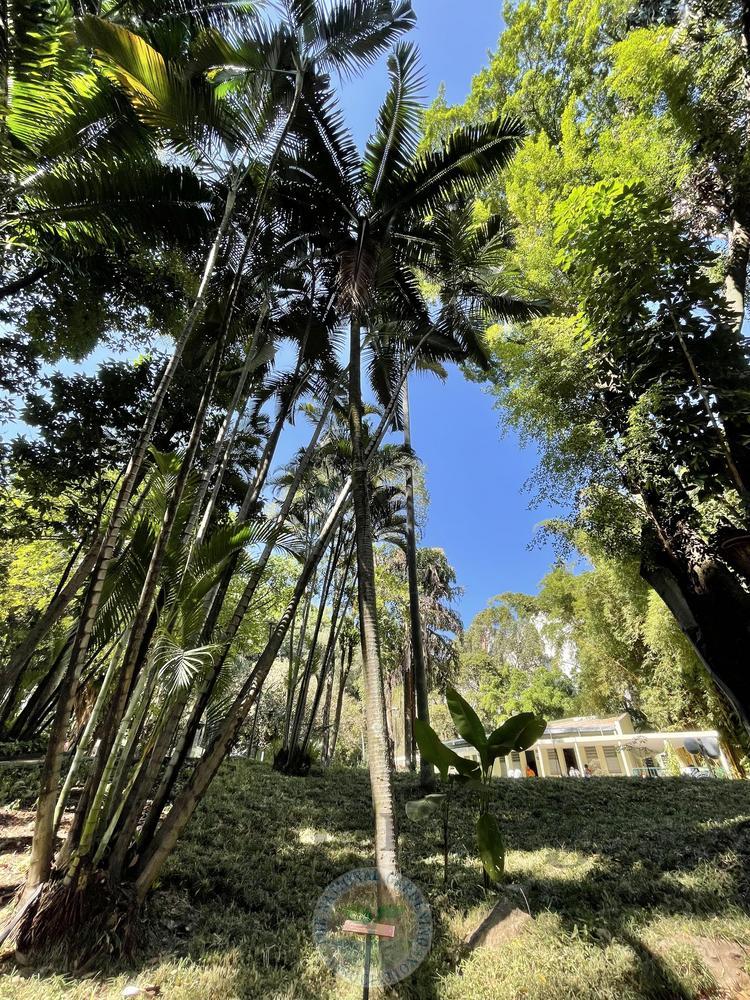 Solitaire Palm (Ptychosperma elegans) - Garden.org