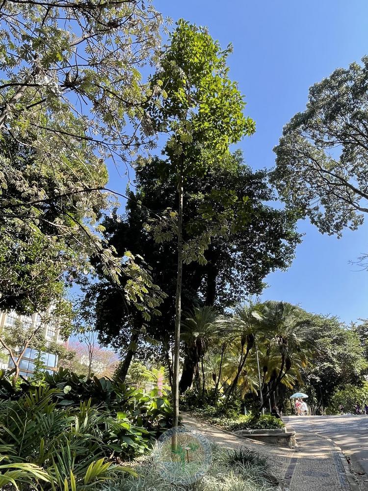 Golden Chain Tree (Spachea lactescens) - Garden.org