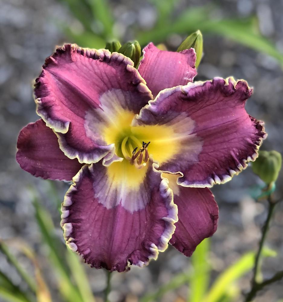 Photo of the bloom of Daylily (Hemerocallis 'All Things Made New ...