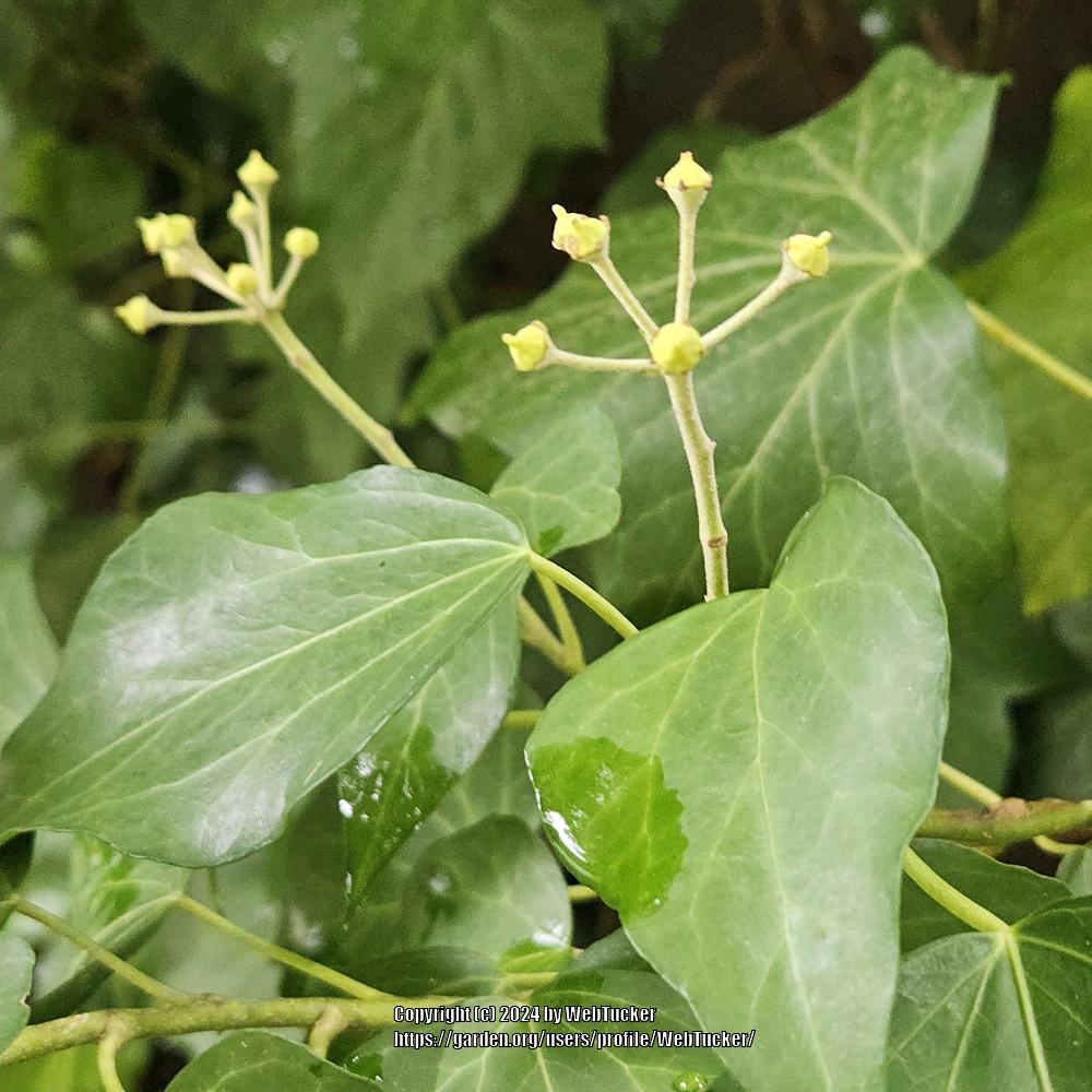 Atlantic Ivy (Hedera hibernica) - Garden.org