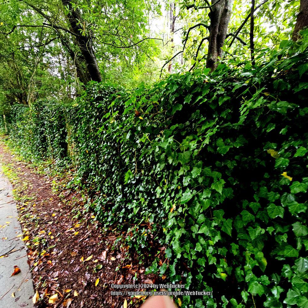 Photo of the habitat view of Atlantic Ivy (Hedera hibernica) posted by ...