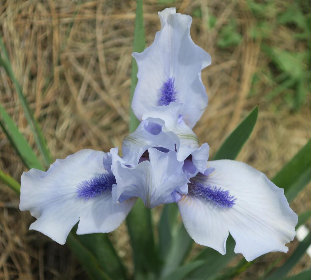 Photo of the bloom of Standard Dwarf Bearded Iris (Iris 'Forever Blue') posted by 2Dogsmother ...
