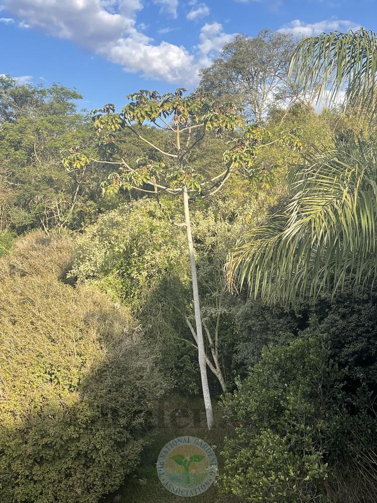 Photo of the entire plant of Ambay Pumpwood (Cecropia pachystachya ...