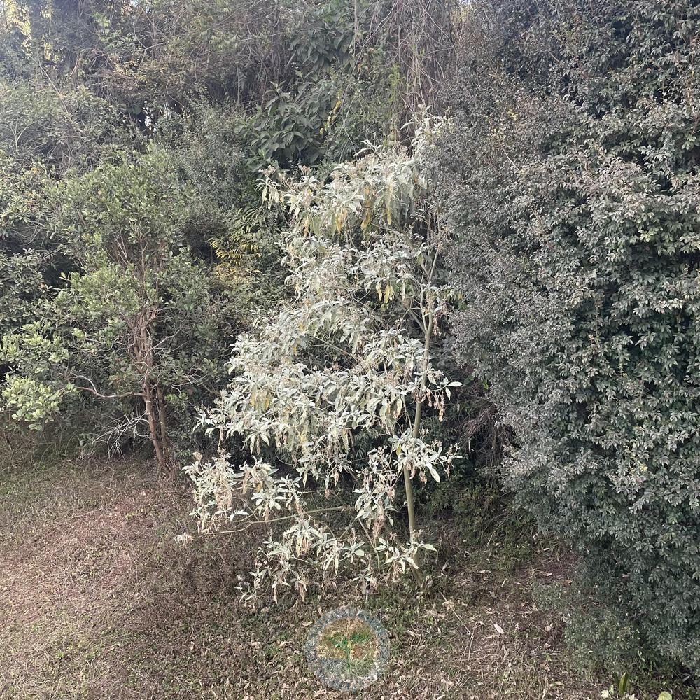 Photo of the entire plant of Fumo-Bravo (Solanum granulosoleprosum ...