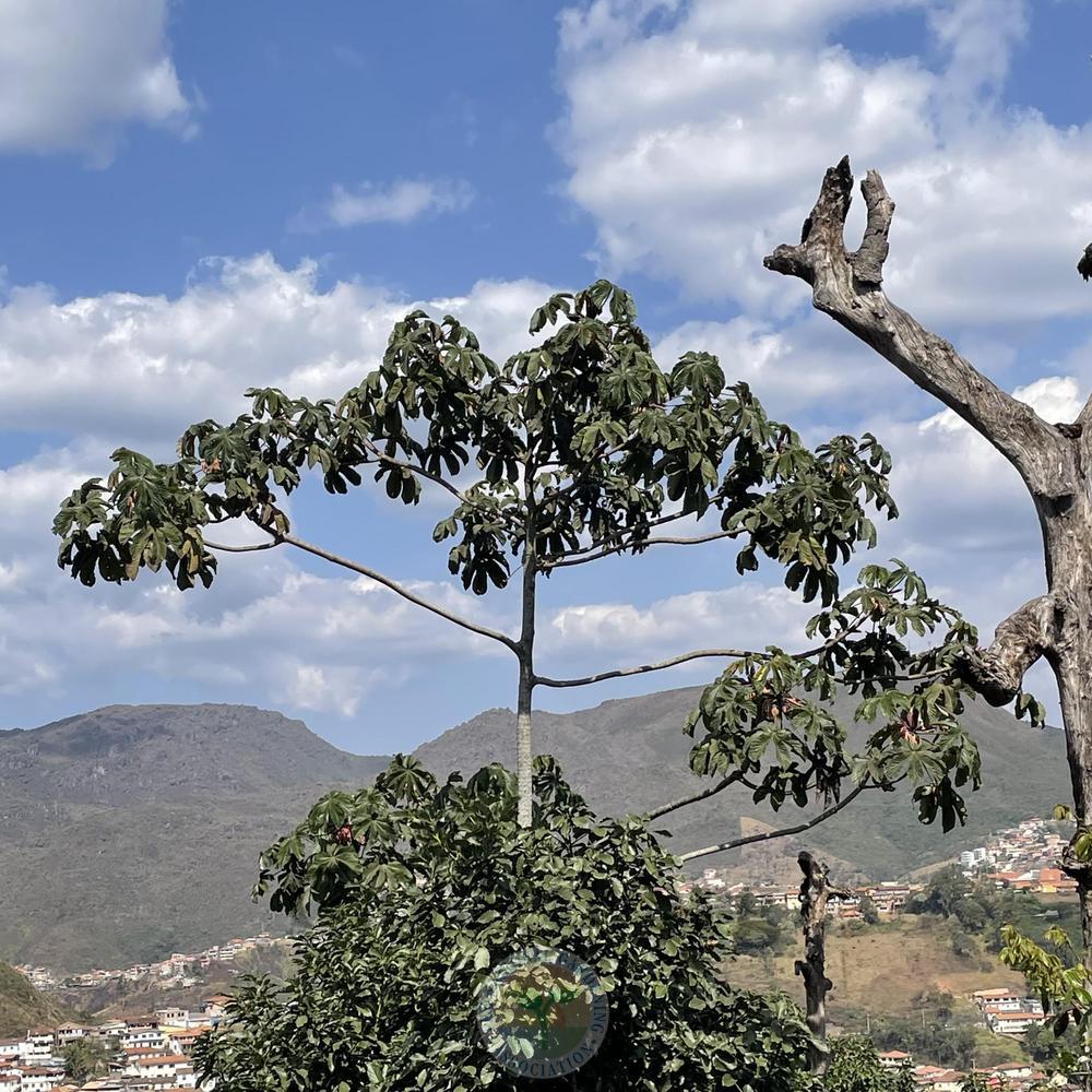 Ambay Pumpwood (Cecropia pachystachya) - Garden.org