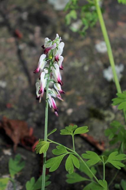 Photo of the bloom of White Ramping Fumitory (Fumaria capreolata ...