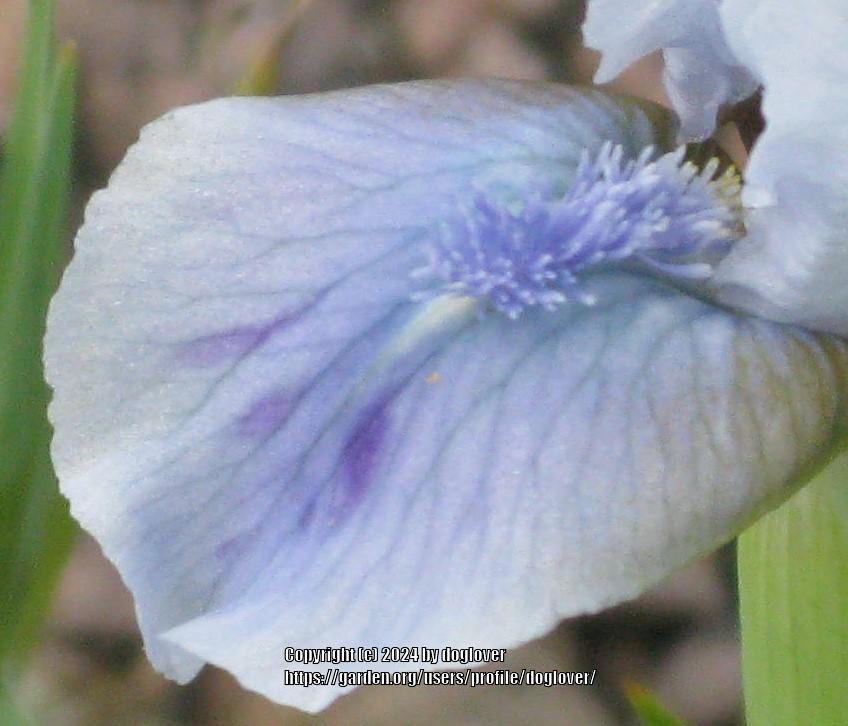 Miniature Dwarf Bearded Iris (Iris 'Alpine Vista') in the Irises ...