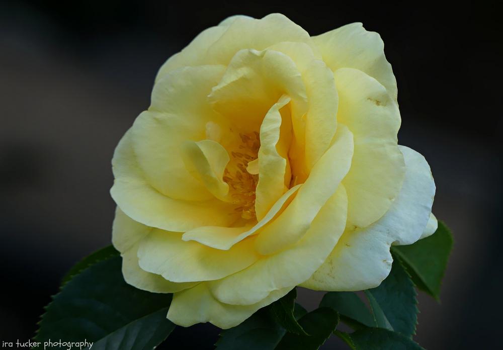 Rose (Rosa 'Sunshine Daydream') in the Roses Database - Garden.org