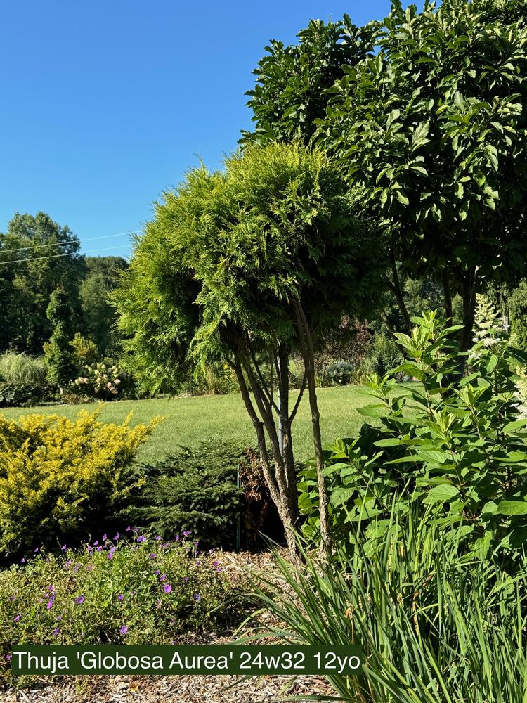 Photo of the entire plant of American Arborvitae (Thuja occidentalis 'Globosa Aurea') posted by ...