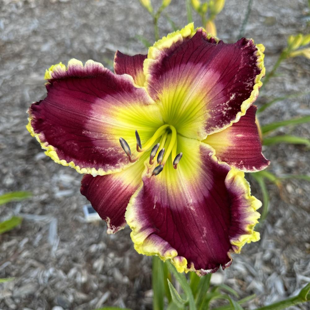 Photo of the bloom of Daylily (Hemerocallis 'Radiant Beacon') posted by ...