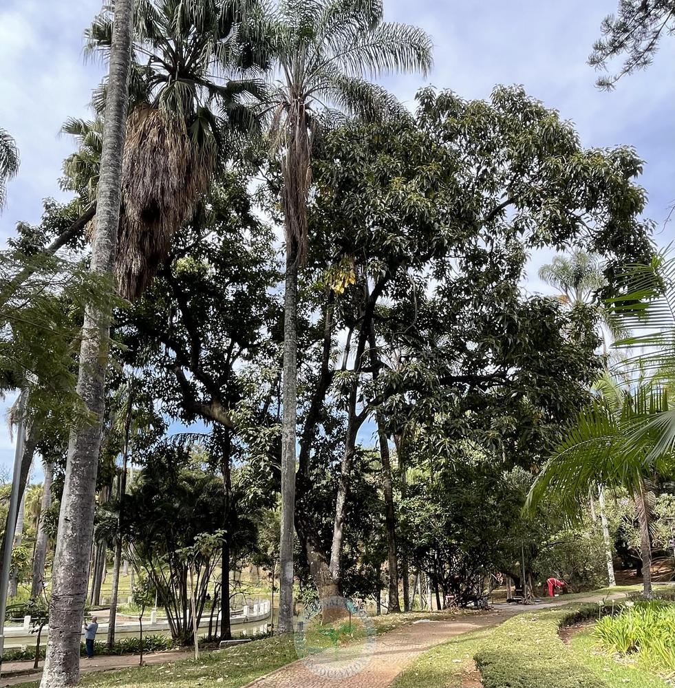 Photo of the entire plant of Candlenut Tree (Aleurites moluccanus ...