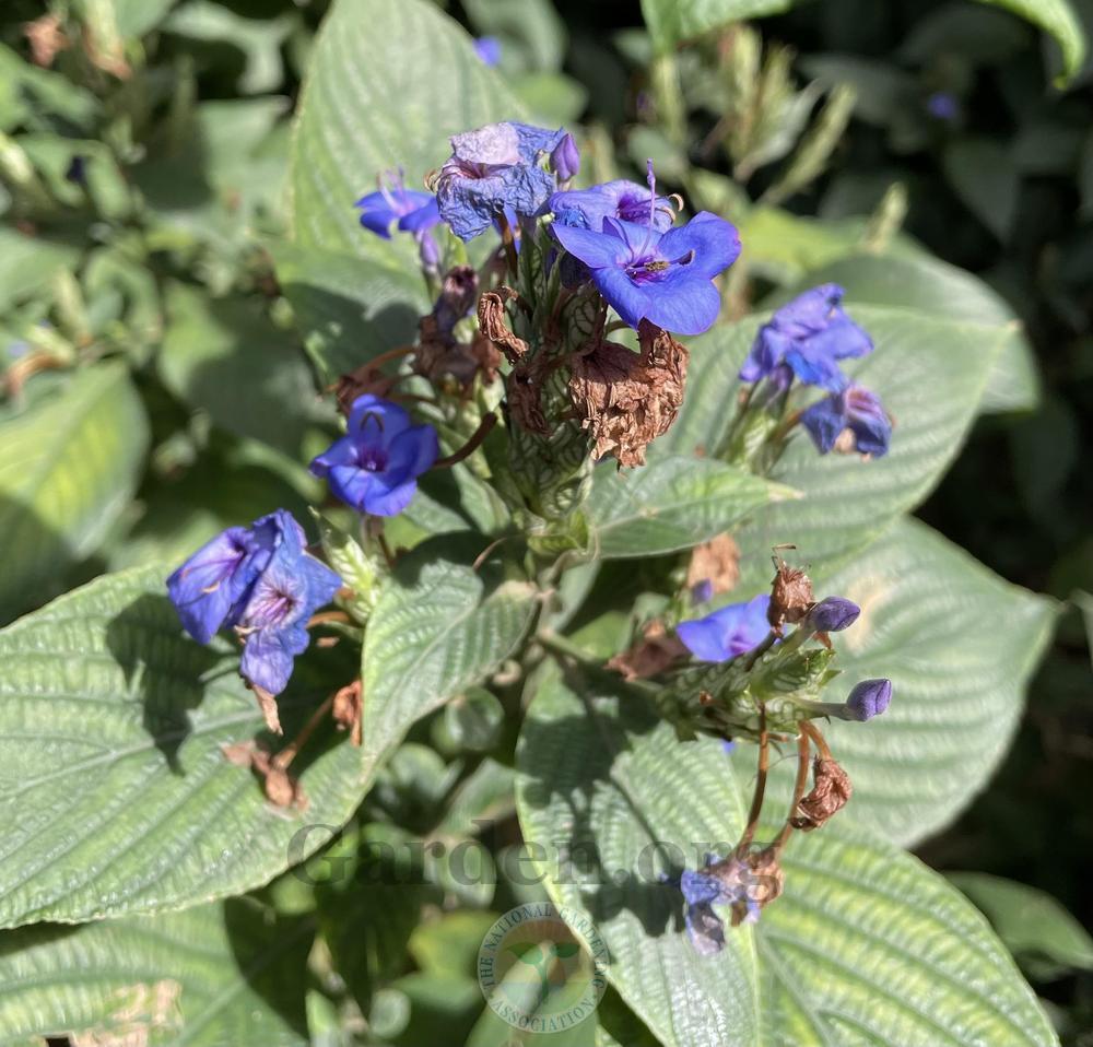 Photo of the bloom of Blue Sage (Eranthemum pulchellum) posted by ...