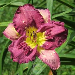 Daylily (Hemerocallis 'Texas Feathered Fancy') in the Daylilies Database - Garden.org