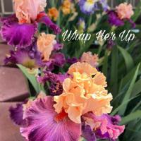 Photo of the entire plant of Tall Bearded Iris (Iris 'Wrap Her Up') posted by EllenTN - Garden.org