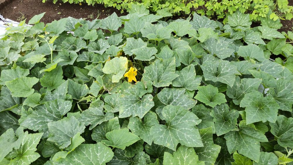 Photo of the entire plant of Pumpkin (Cucurbita moschata 'Shishigatani ...