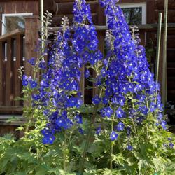 Photo of the entire plant of Delphiniums (Delphinium) posted by ...
