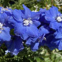 Photo of the entire plant of Delphiniums (Delphinium) posted by ...