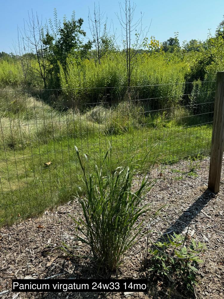 Photo of the seedling or young plant of Switchgrass (Panicum virgatum ...