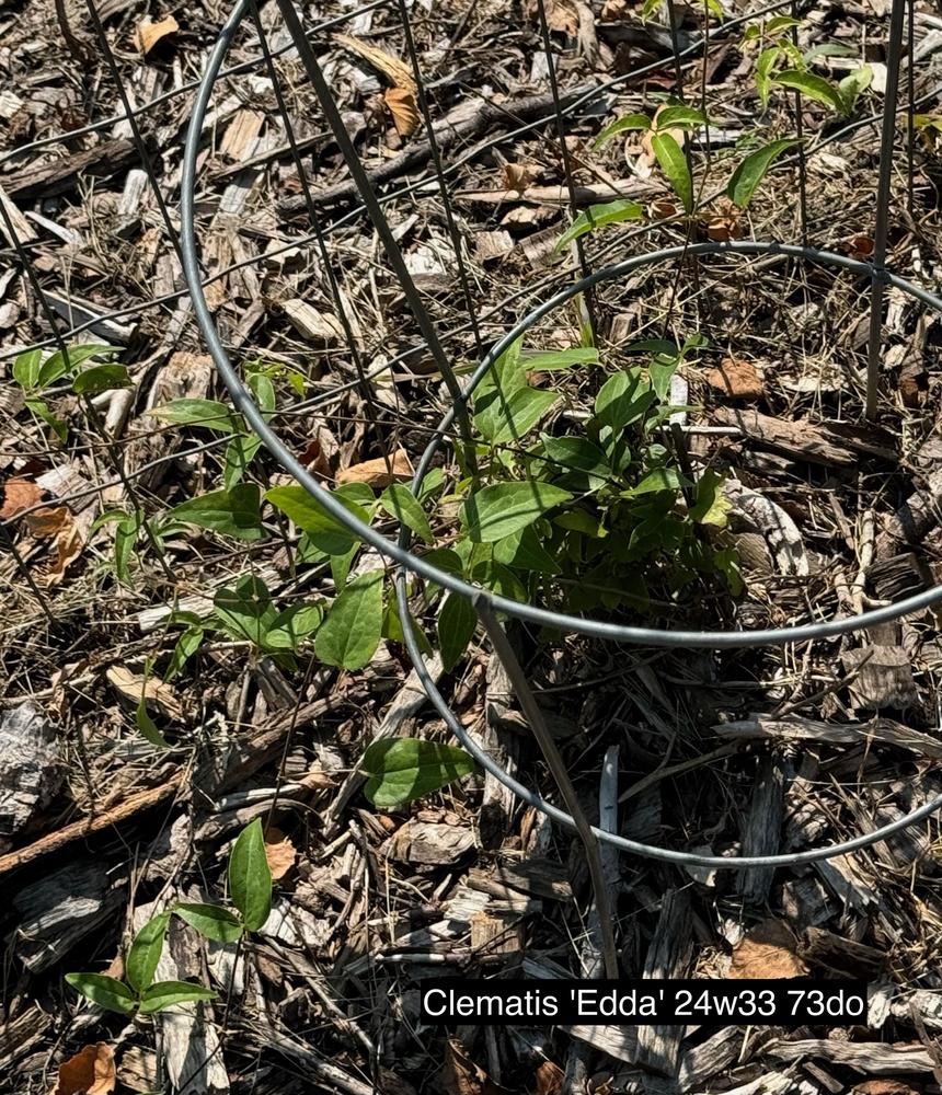 Photo of the seedling or young plant of Clematis Edda™ posted by ...