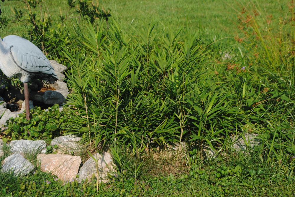 Photo of the entire plant of Switch Cane (Arundinaria tecta) posted by ...