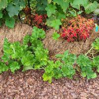 Photo of the leaves of Watermelon (Citrullus lanatus 'Cal Sweet Bush ...