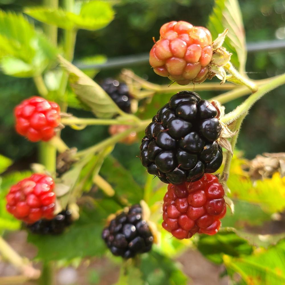 Photo of the fruit of Primocane-Fruiting Blackberry (Rubus Prime-Ark ...