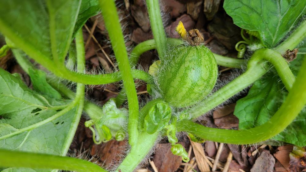 Photo of the fruit of Watermelon (Citrullus lanatus 'Cal Sweet Bush ...