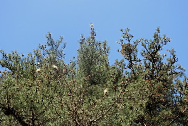 Photo of the entire plant of Corsican Pine (Pinus nigra subsp. laricio ...