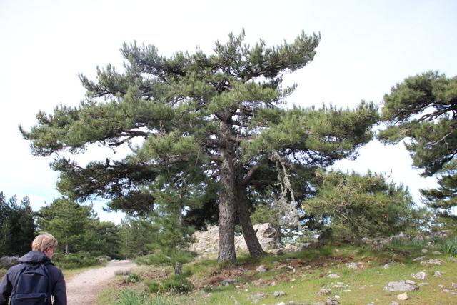 Photo of the entire plant of Corsican Pine (Pinus nigra subsp. laricio ...