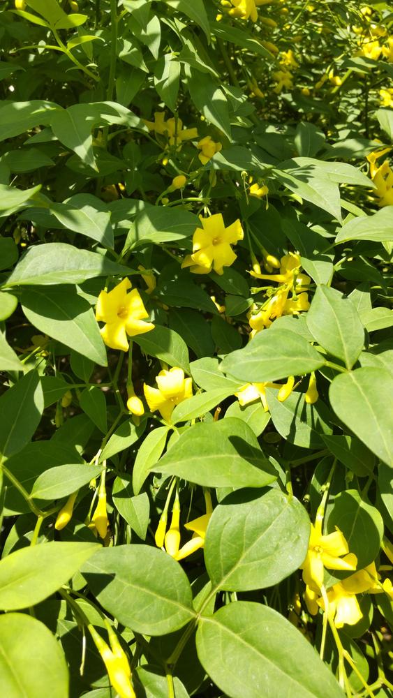 Italian Jasmine (Chrysojasminum humile) - Garden.org