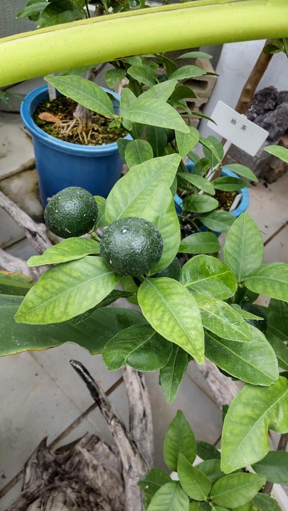 Photo of the fruit of Mandarin (Citrus reticulata 'Shekwasha') posted ...