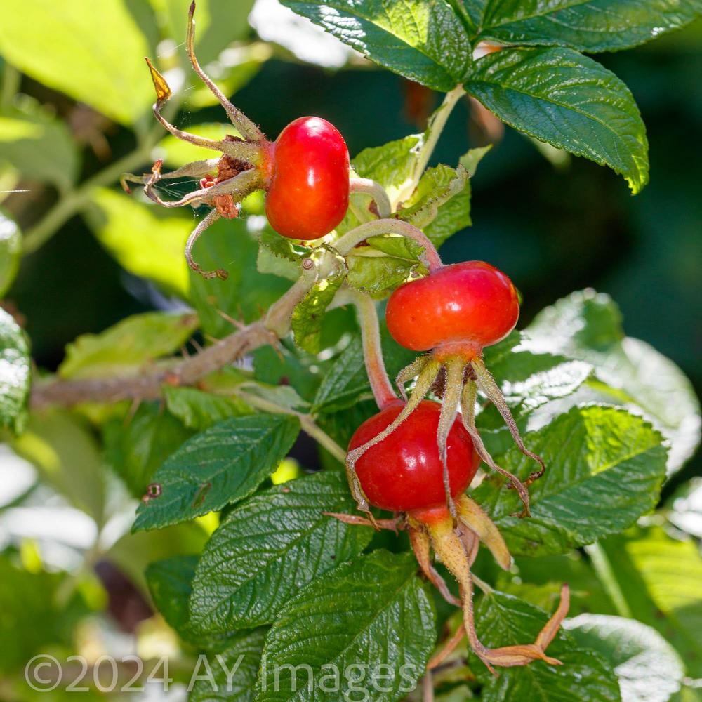 Photo of the fruit of Rose (Rosa rugosa 'Hansa') posted by ayimages ...