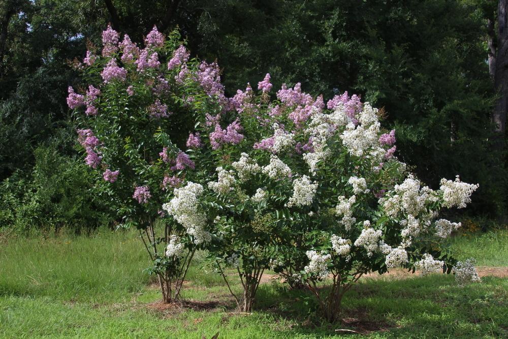 A History of the Crepe Myrtle - Garden.org