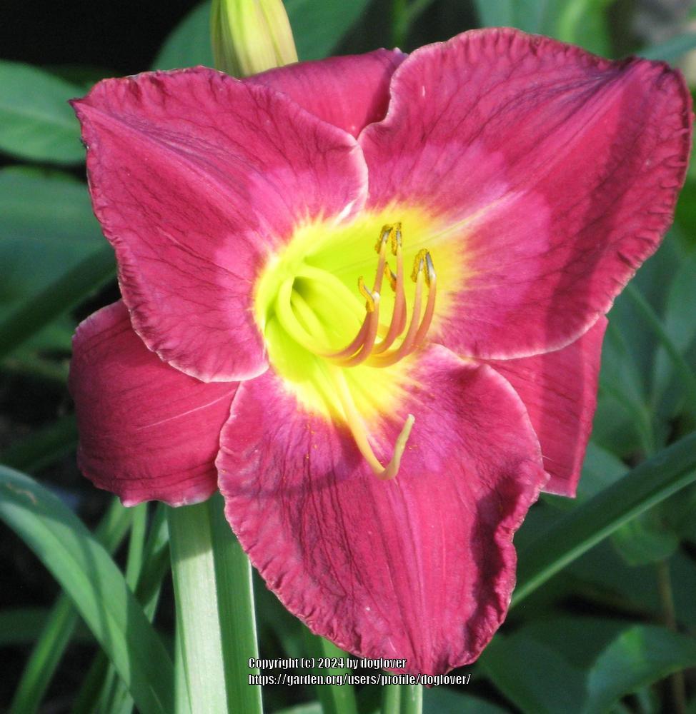 Daylily (Hemerocallis 'Gustav Rogul') in the Daylilies Database ...