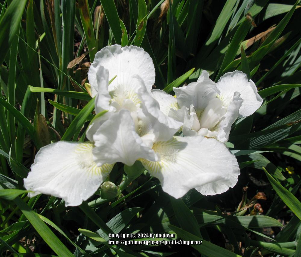 Photo of the bloom of Intermediate Bearded Iris (Iris 'Low Ho Silver ...