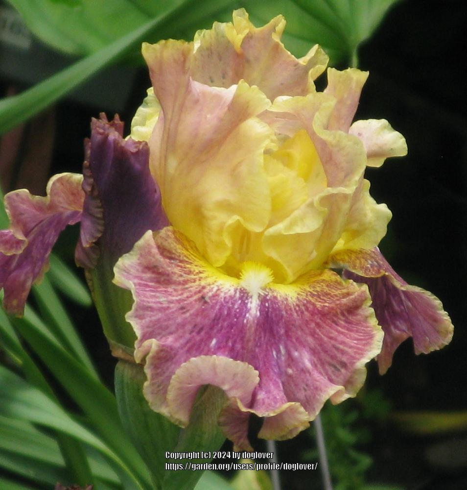 Photo of the bloom of Tall Bearded Iris (Iris 'High Master') posted by doglover - Garden.org